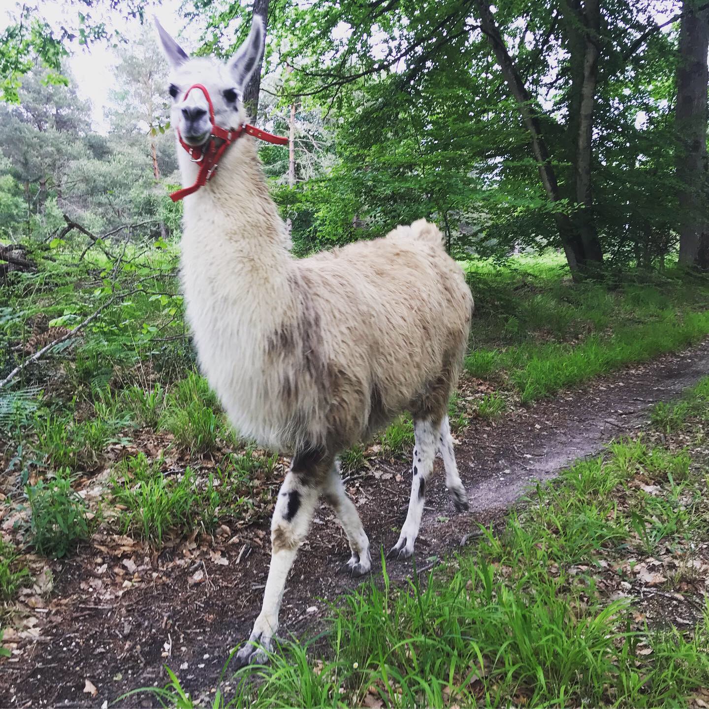 Nougat et Mikado vous accompagnent - Rando Lamas - Les Lamas