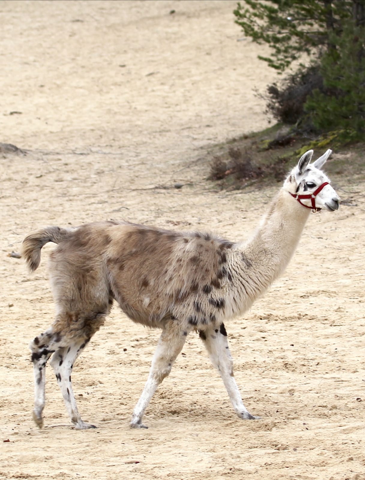 Les Lamas - Rando Lamas